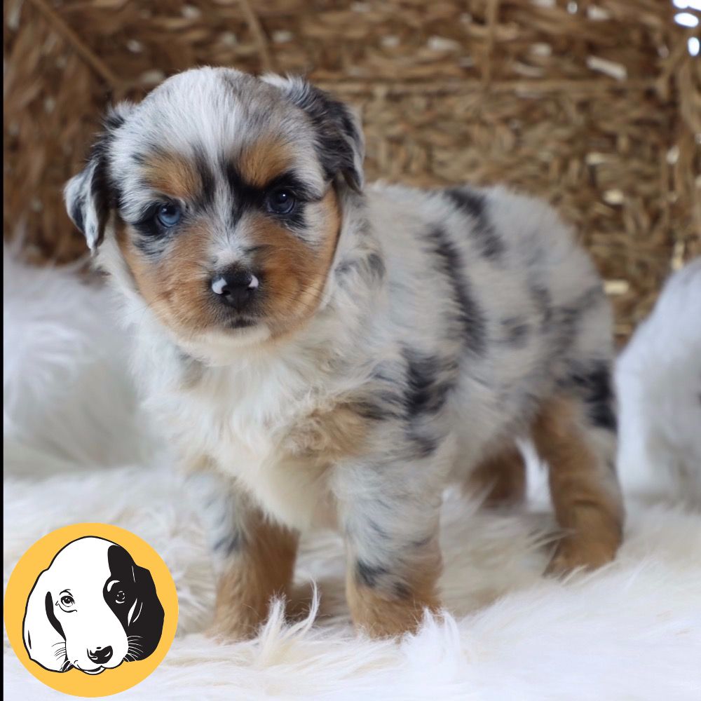 One of Our Blue Merle Miniature Australian Shepherd Puppies. - Yelp