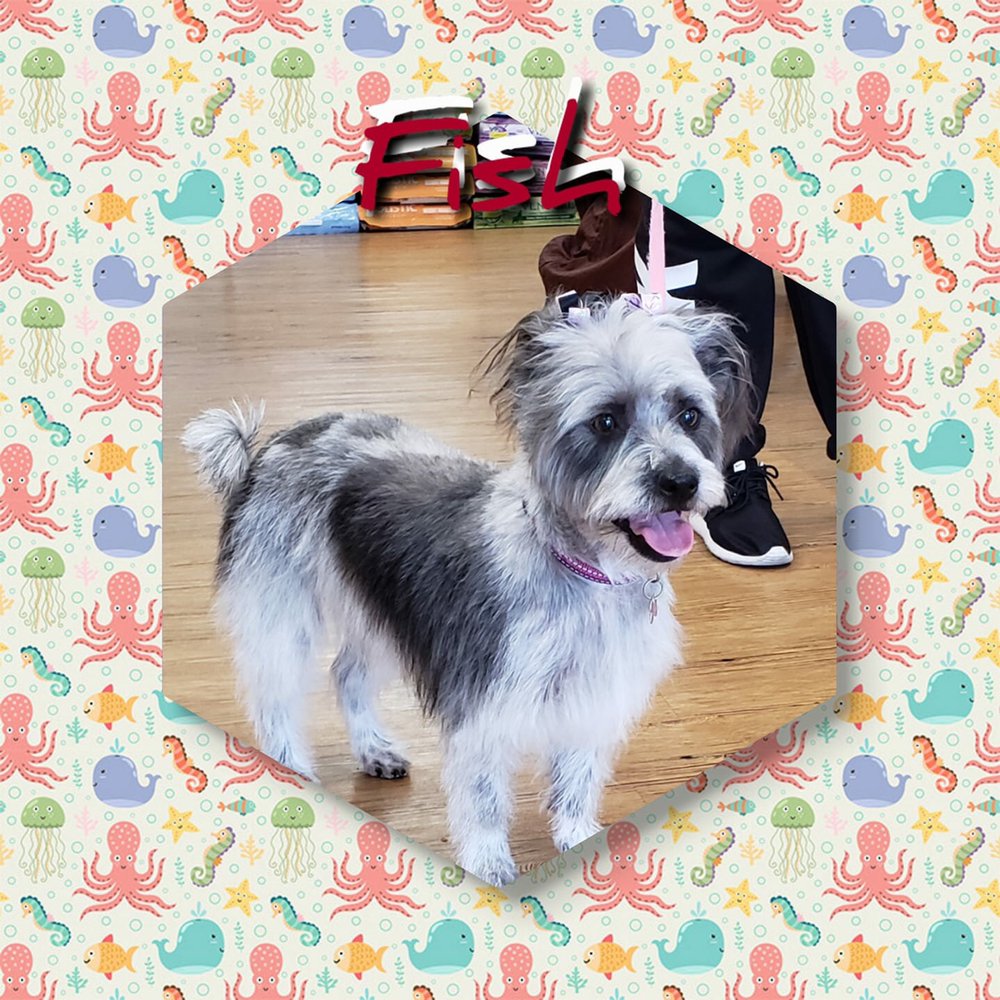 BARK LIFE - 252 Photos & 48 Reviews - 10720 Park Blvd N, Seminole, FL ...