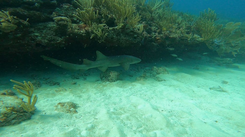 ISLAND SCUBA - 34 Photos & 16 Reviews - Playa Santa, Carr. 325 Final ...