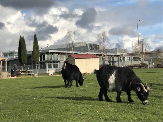 THE BELMONT GOATS - Updated June 2025 - 57 Photos & 26 Reviews - 6631 N ...