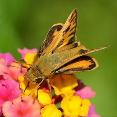 THE SMITHSONIAN BUTTERFLY HABITAT GARDEN - Updated January 2026 - 51 ...