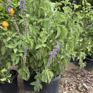 LOUIE’S NURSERY - Updated October 2025 - 299 Photos & 198 Reviews ...