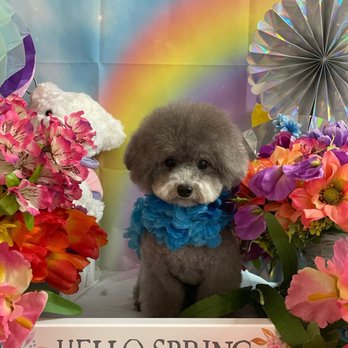 ALOHA DOG - Updated December 2025 - 214 Photos & 97 Reviews - 525B ...