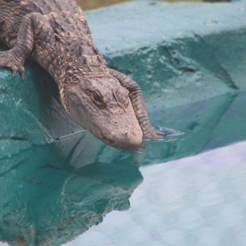 ALLIGATOR ALLEY - Updated August 2024 - 489 Photos & 165 Reviews ...