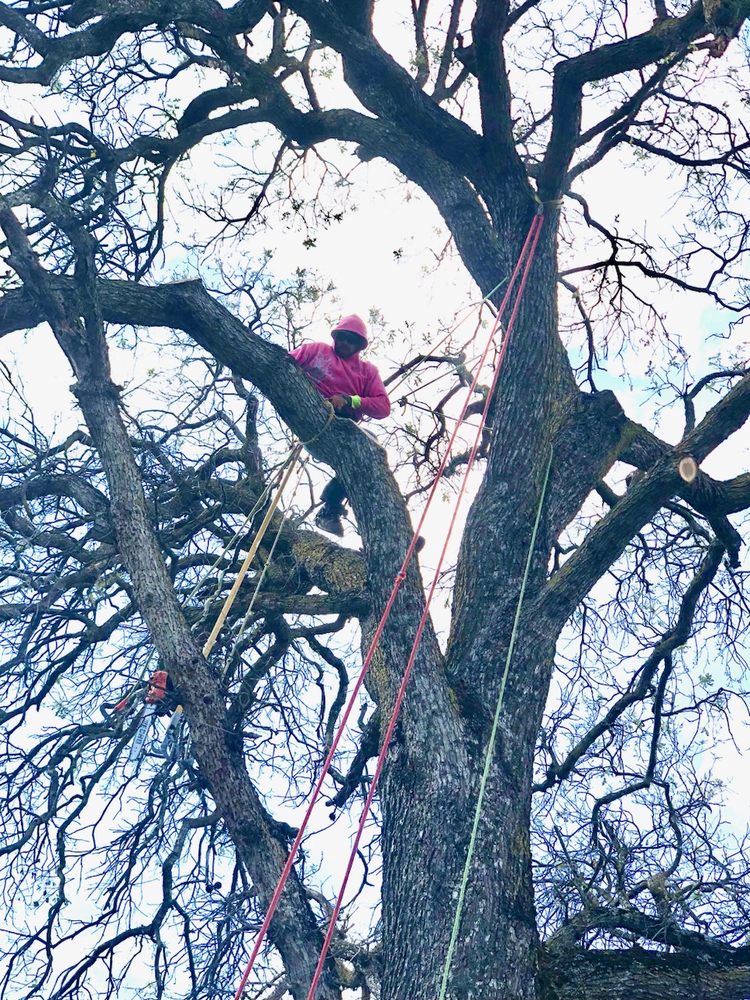 NOR CAL TREE EXPERT - Updated November 2025 - Red Bluff, California ...