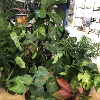 SNAKEROOT BOTANICALS - Updated October 2025 - 36 Photos & 14 Reviews ...