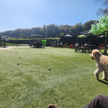 PAWS & PINTS - Updated October 2025 - 169 Photos & 80 Reviews - 6218 ...