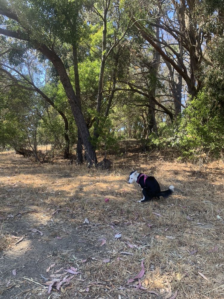 CROCKER AMAZON DOG PARK - Updated September 2024 - 28 Photos & 21 ...