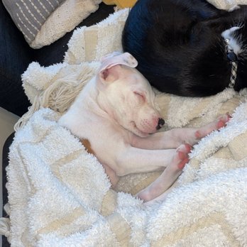 PAWSAFE ANIMAL RESCUE - Updated December 2025 - 18 Photos & 13 Reviews ...