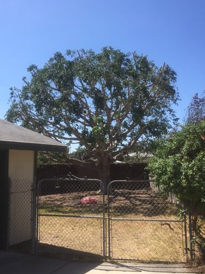 ALL ACCESS TREE CARE - Updated January 2026 - 185 Photos & 316 Reviews ...