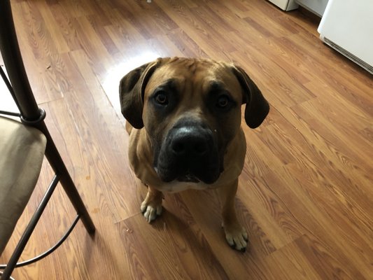 DEWEY’S DOGS - Updated February 2025 - 10 Photos - Pinckney, Michigan ...