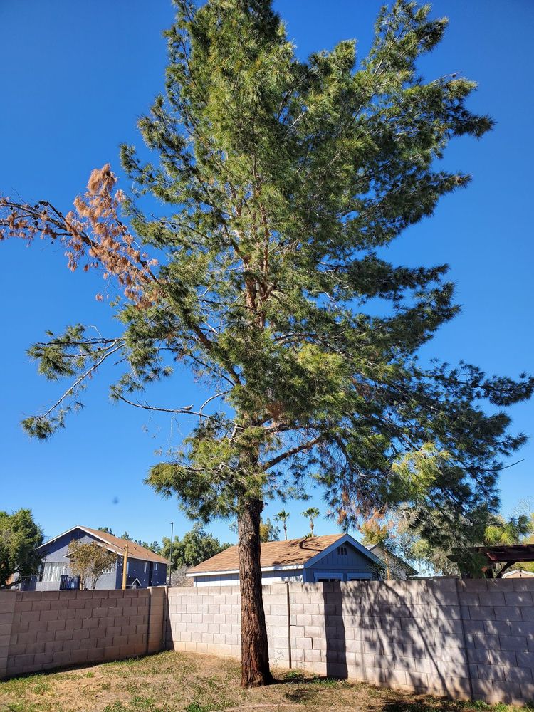 SOUTHWEST TREE SERVICE - Updated October 2025 - 62 Photos & 17 Reviews ...