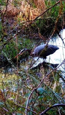 LOWAMI HART WOODS NATURAL AREA - Updated February 2025 - 25 Photos ...