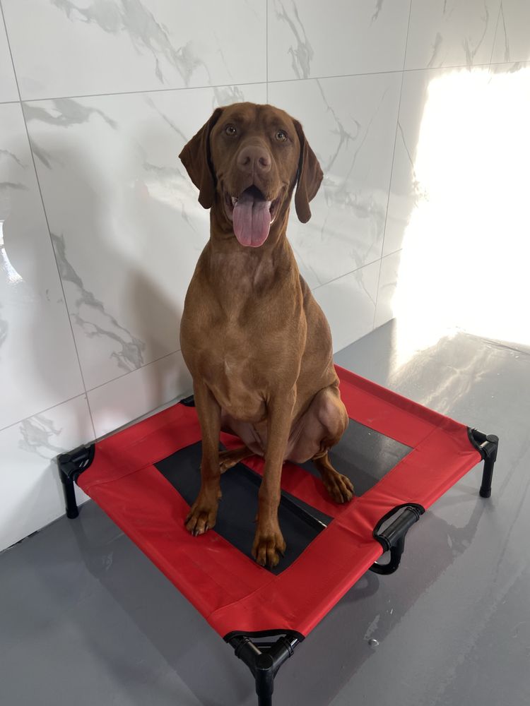 SUGAR PAWS - Updated December 2025 - 3280 Jefferson Boulevard, Windsor ...