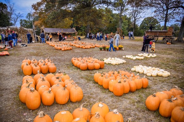 HAWK’S PUMPKIN PATCH - 21 Photos & 10 Reviews - 2558 W Clemmonsville Rd ...