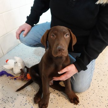 ALL PETS CLUB - Updated October 2025 - 49 Photos & 59 Reviews - 1167 N ...