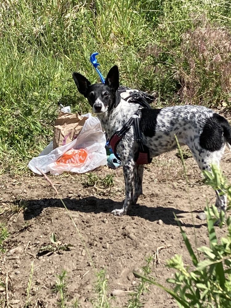 DOYLE ANIMAL CHIROPRACTIC - Updated October 2025 - Reno, Nevada ...