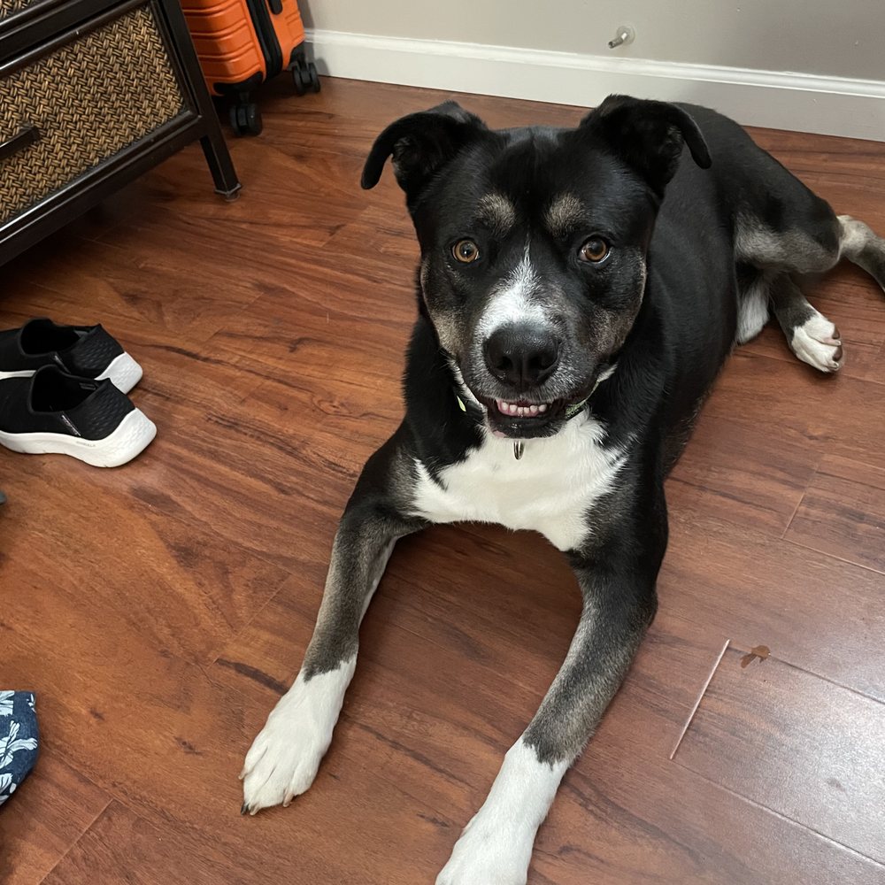 Downtown La Dog Rescue Center - Infoupdate.org