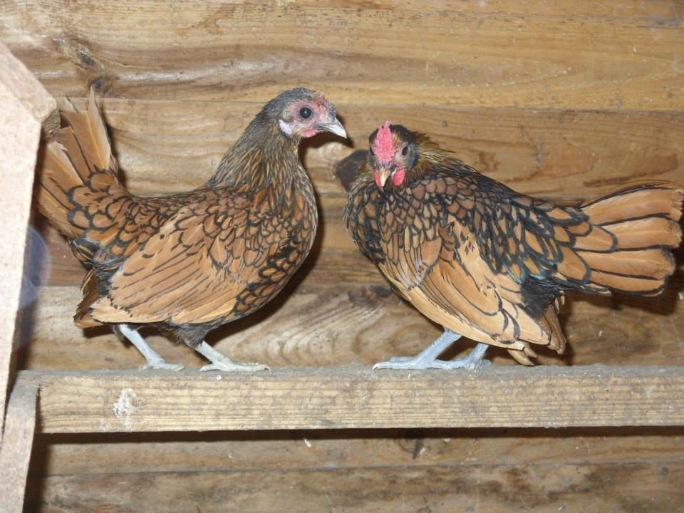 THE ARK - Updated October 2024 - Chapel Road, Norwich, Norfolk, United ...