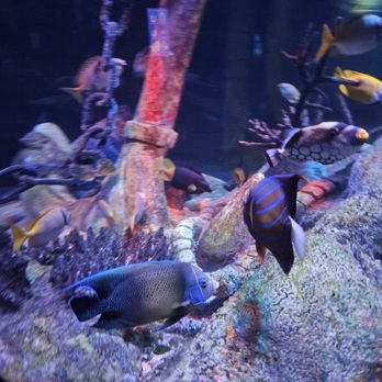 SEA LIFE GRAPEVINE AQUARIUM - Updated October 2025 - 506 Photos & 278 ...