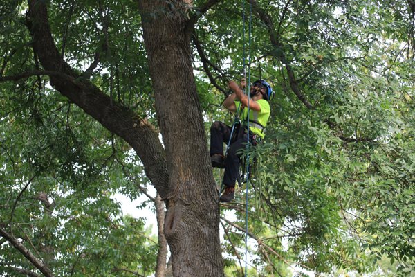 RAINBOW TREECARE - Updated December 2025 - 17 Photos & 35 Reviews ...