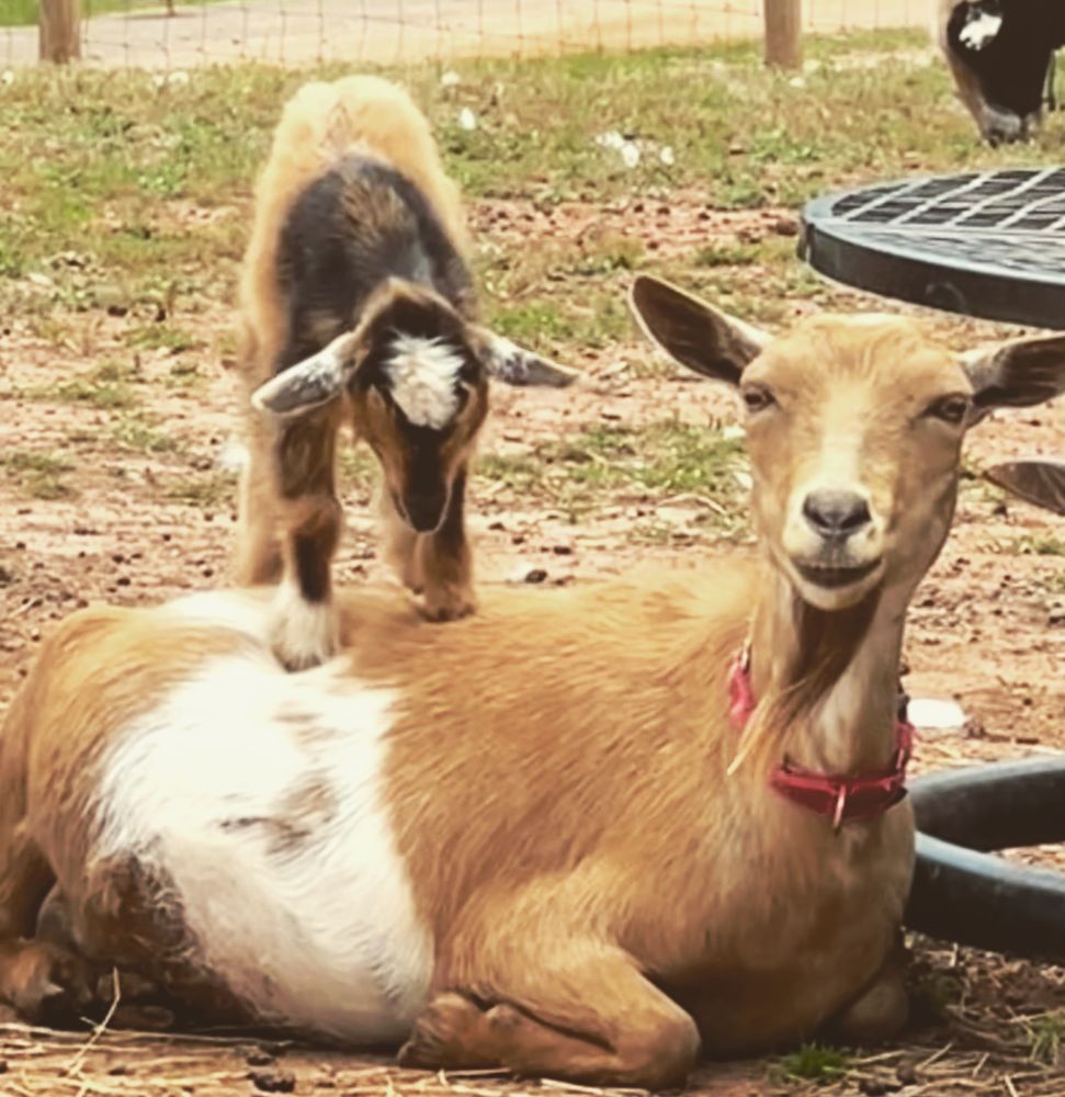 THE FERAL DEN - Updated November 2025 - 28 Photos - 1036 Robinson ...