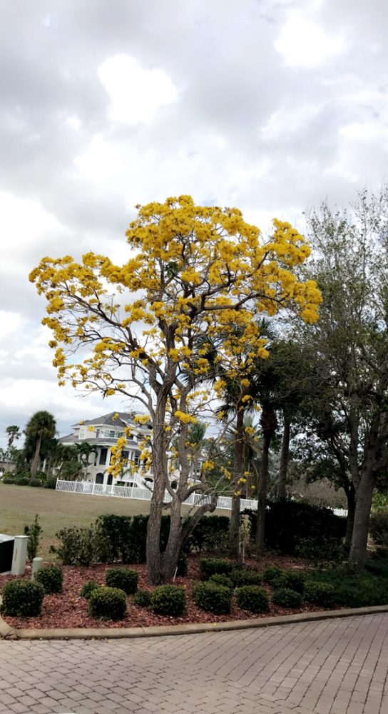 ROYALTY LANDSCAPING - PT CHARLOTTE, Florida - Landscaping - Phone ...