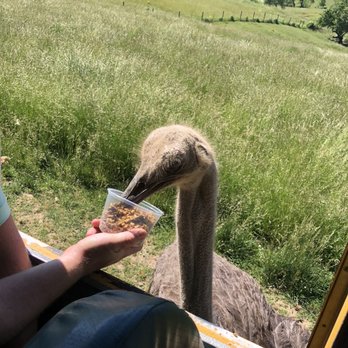 FORT CHISWELL ANIMAL PARK - Updated August 2025 - 81 Photos & 24 ...