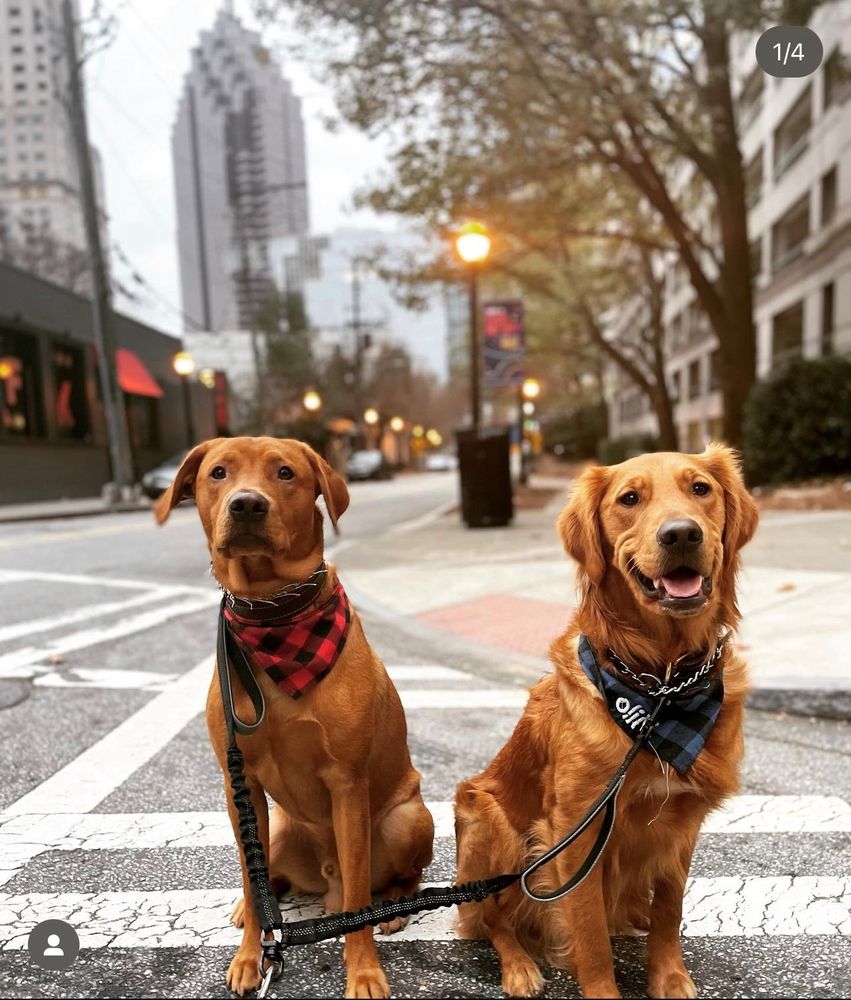 FETCH PETS - Updated October 2025 - 400 W Peachtree St NW, Atlanta ...