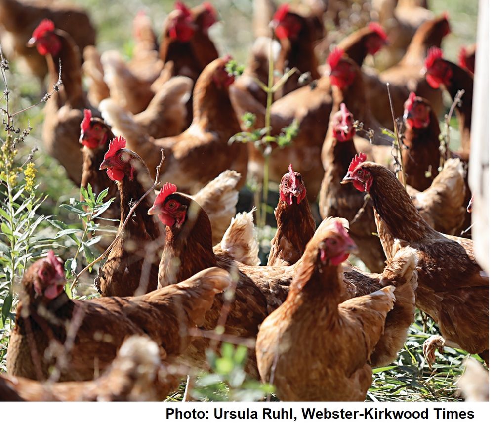 THREE SPRING FARMS - Updated March 2025 - 11 Photos - 1097 Perry County ...