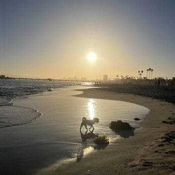 ROSIE’S DOG BEACH - Updated July 2025 - 1774 Photos & 933 Reviews - 4800 E Ocean Blvd, Long ...