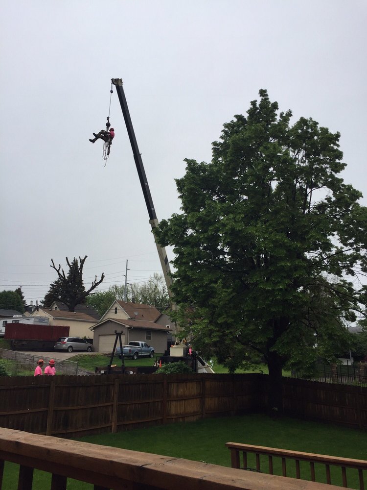 AALL ABOUT TREES - Updated December 2025 - 11296 Lake Forest Dr, Omaha ...