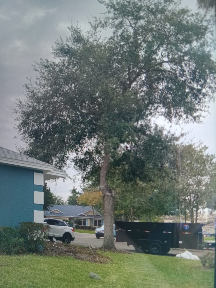 LEMIRAND TREE & LANDSCAPE - Updated October 2025 - 25 Photos - Ocala ...