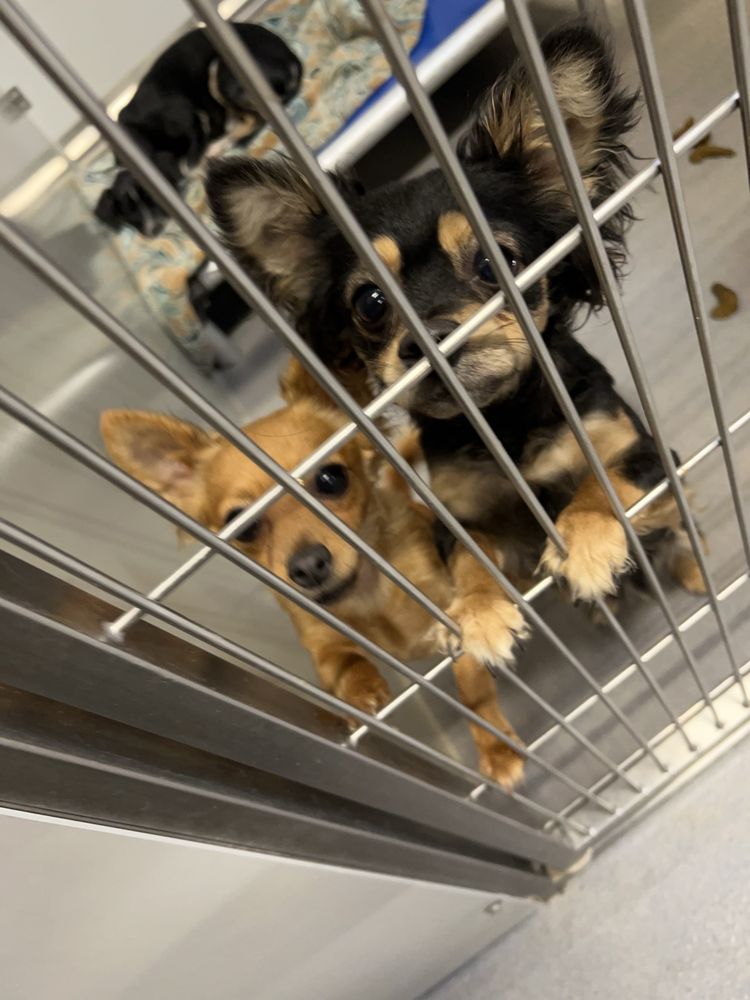 STANISLAUS ANIMAL SERVICES AGENCY - Updated September 2025 - 70 Photos ...