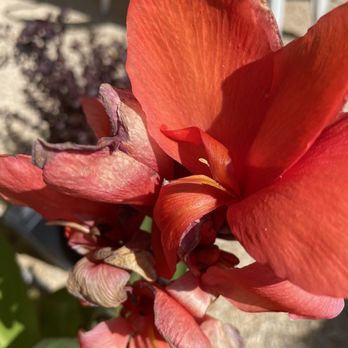 EZ TIGER - Updated May 2025 - 198 Photos & 180 Reviews - 222 E Chestnut ...