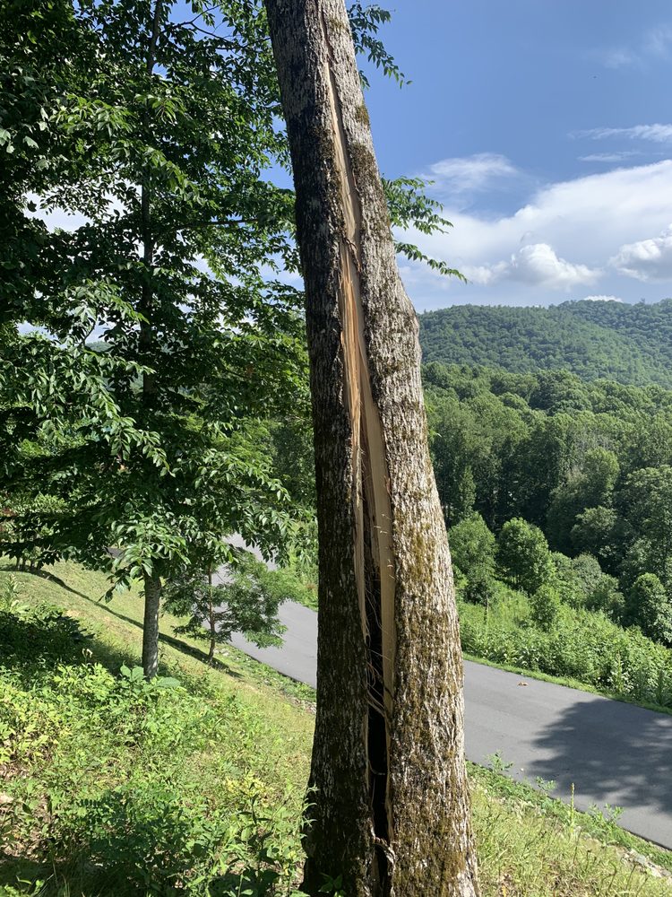 SUGAR GROVE TREE CARE - Updated May 2024 - 10 Photos - Sugar Grove ...