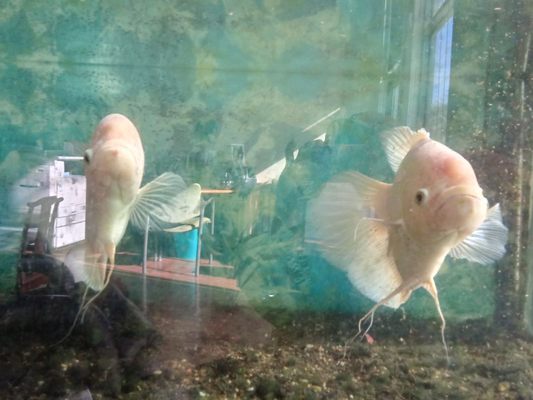 PATRICK CHENG, DC- THE BACK DOCTOR - Updated August 2025 - 14 Photos ...