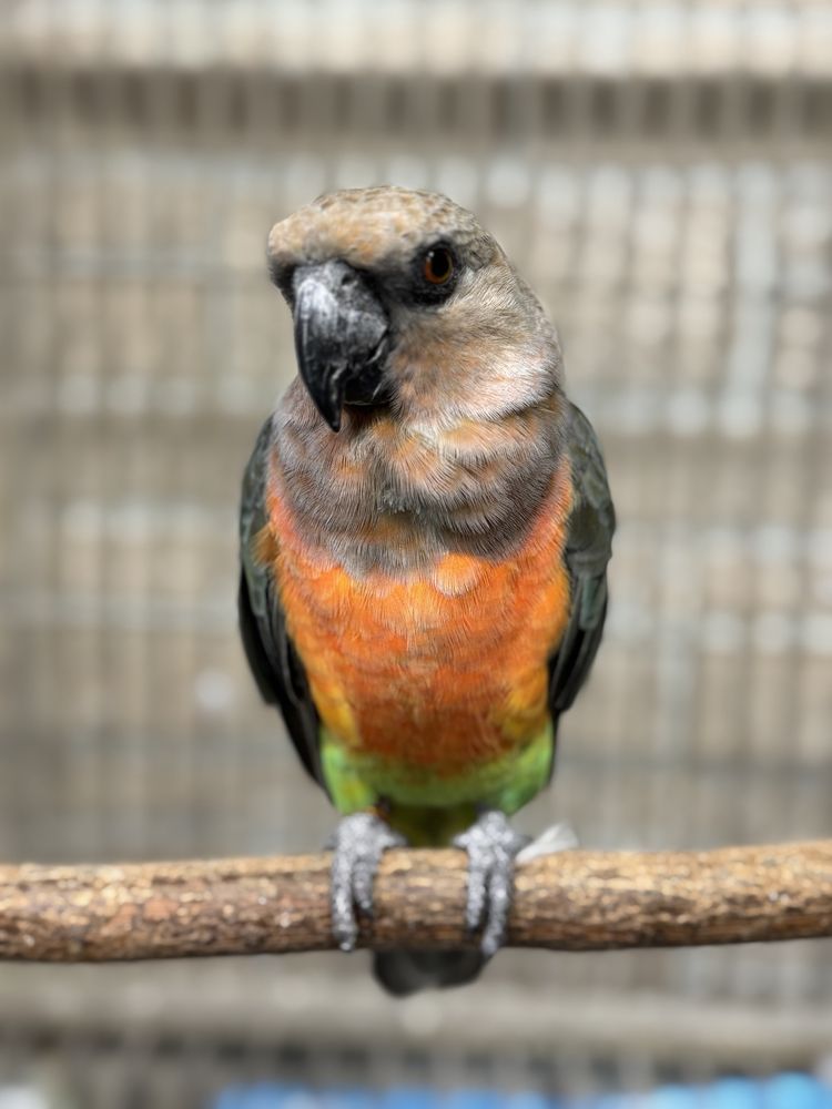 EMPIRE PARROTS - Updated January 2026 - 32 Photos - 239 Ocean Ave, New ...