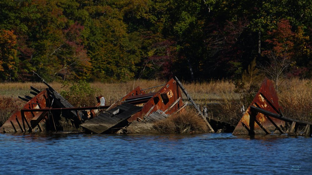 MALLOWS BAY PARK - Updated August 2024 - 78 Photos & 10 Reviews - 1440 ...