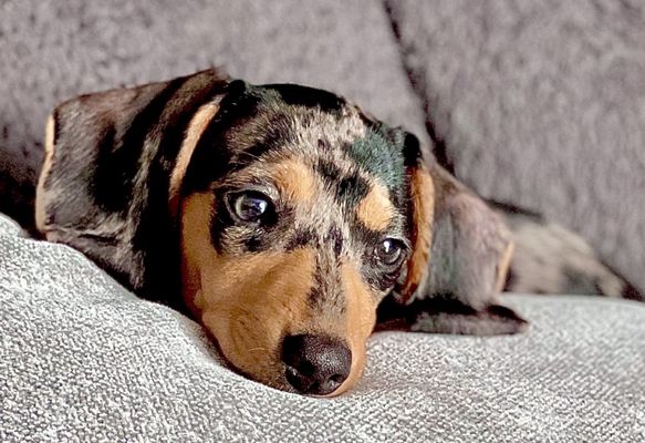 KARMA DOG TRAINING - Updated September 2025 - 636 Photos & 941 Reviews ...