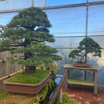BRUSSEL’S BONSAI NURSERY - Updated December 2025 - 64 Photos & 42 ...