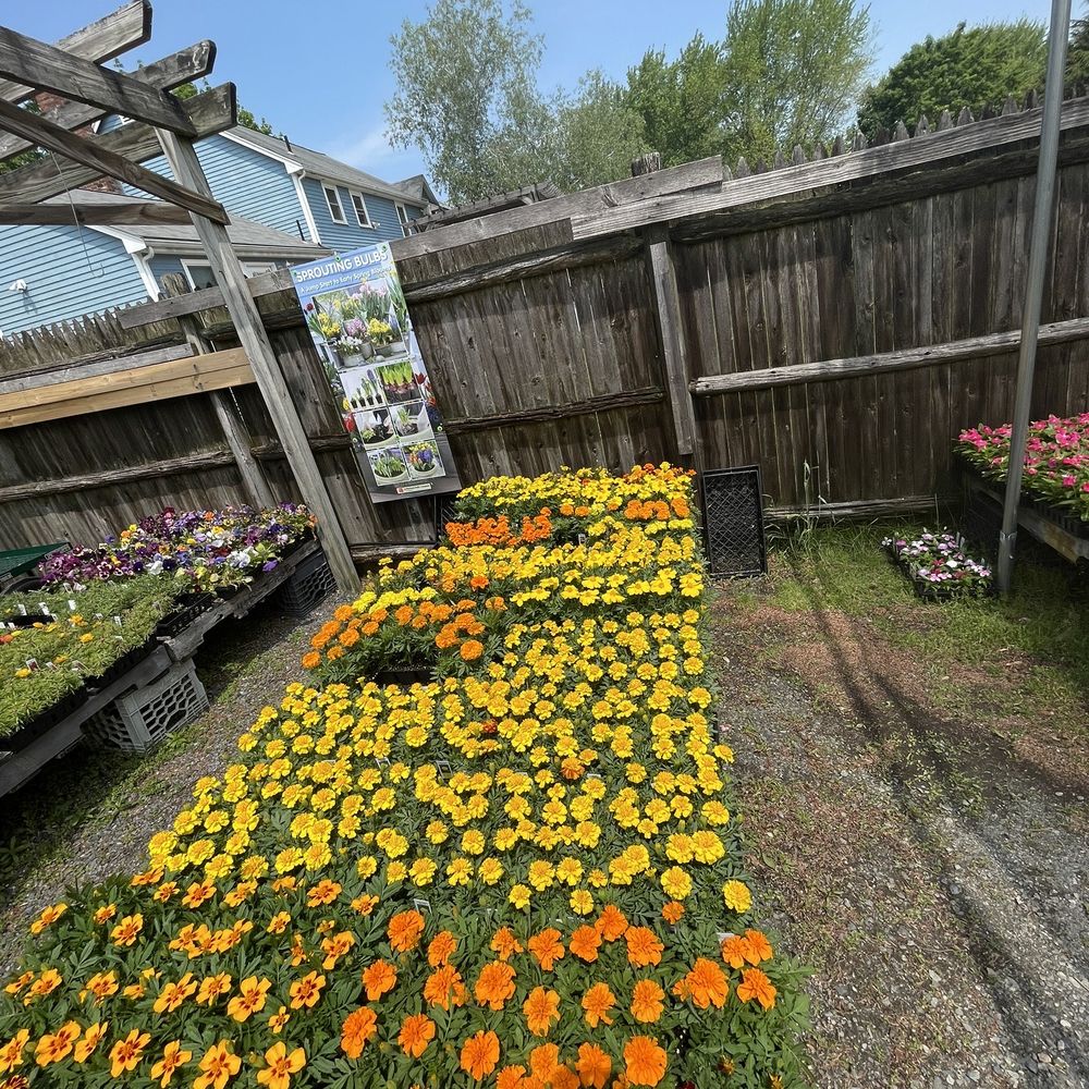 Briggs Flowers North Attleboro Ma | Best Flower Site