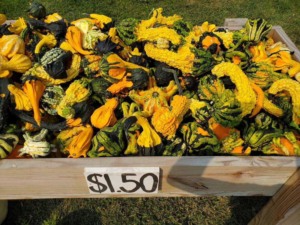 OEHLERKING PUNKIN PATCH - Updated October 2025 - 13 Photos - 28614 O St ...