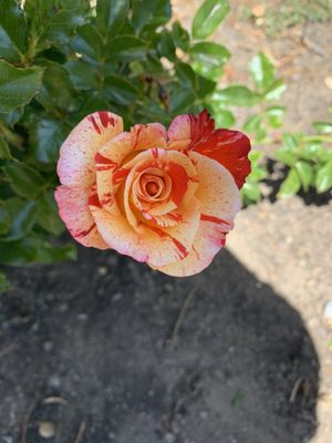 THE BERKELEY ROSE GARDEN - 929 Photos & 240 Reviews - 1200 Euclid Ave ...