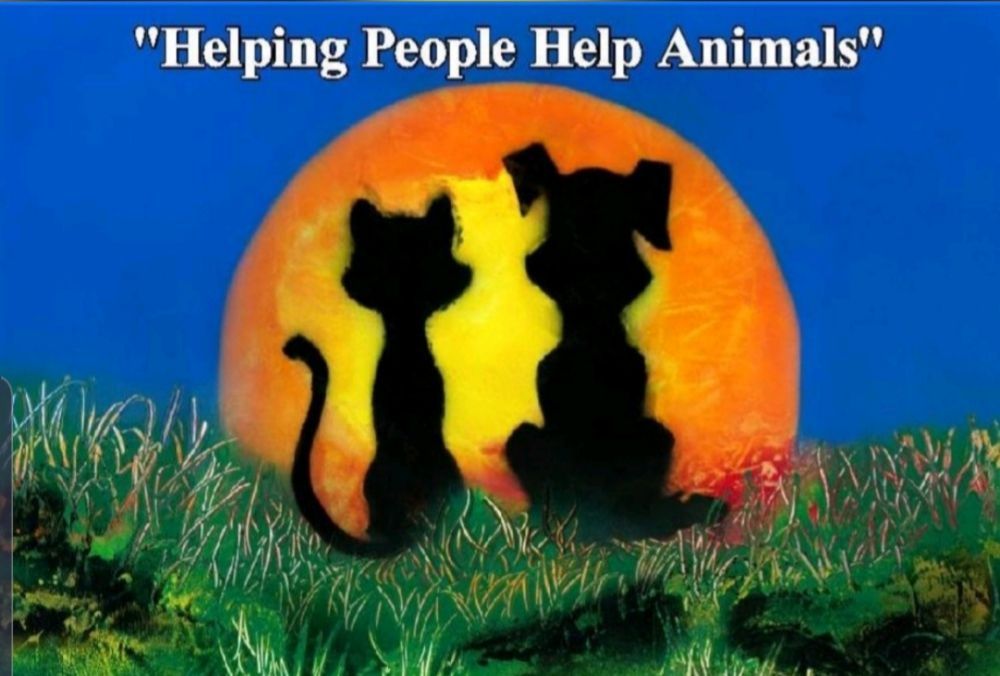 SAVE OUR STRAYS - Updated July 2025 - 1336 Poole St, North Myrtle Beach ...