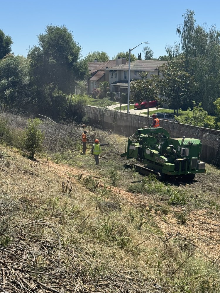 MONKEYS TREE SERVICE - Updated July 2024 - Rohnert Park, California ...