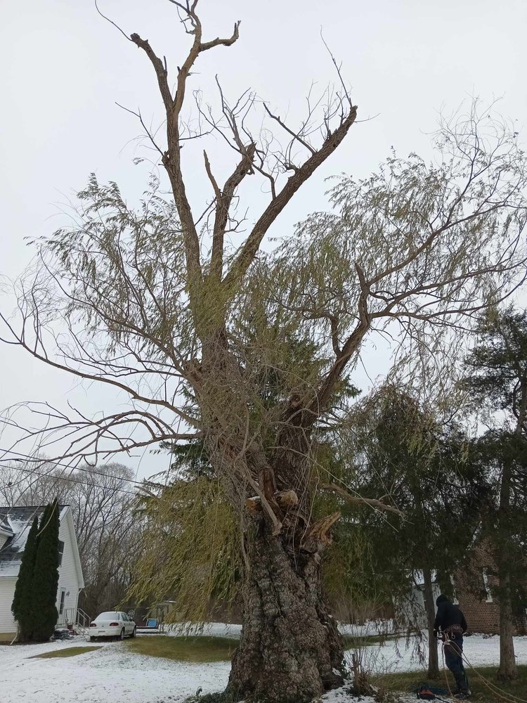 NO PROB-LIMB TREE SERVICE - Updated July 2025 - 29 Photos - Flushing ...