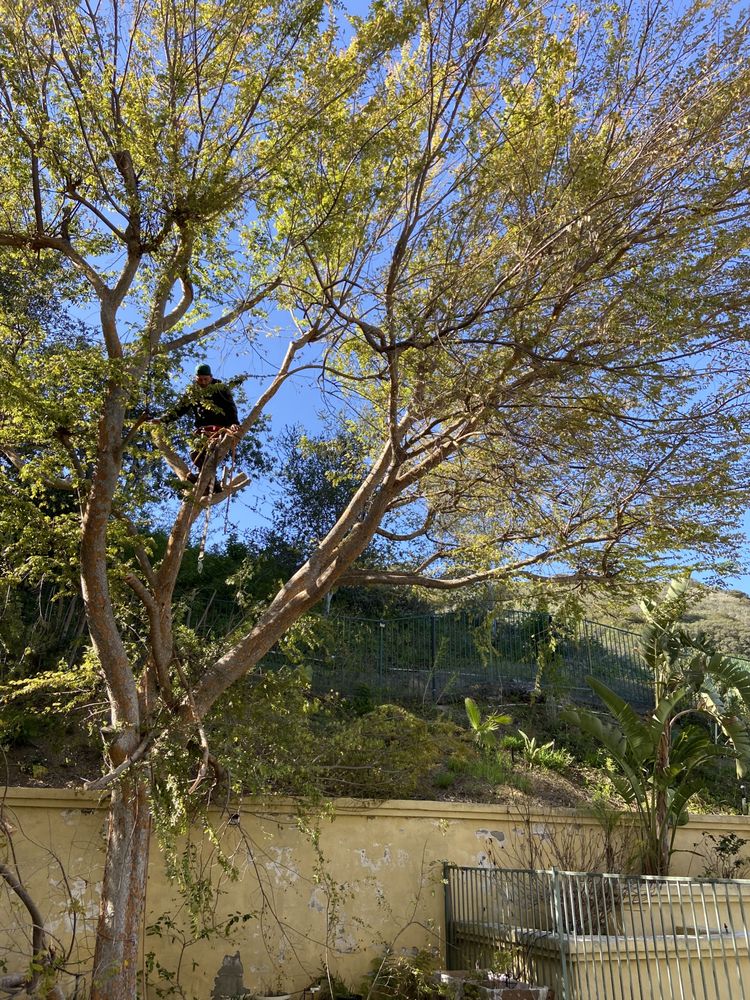 SANCHEZ LANDSCAPE TREE TRIM & GARDENING - West Hills, California ...