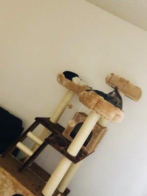 CAT TREE FACTORY - 23 Photos & 40 Reviews - Pet Stores - 1734 S ...