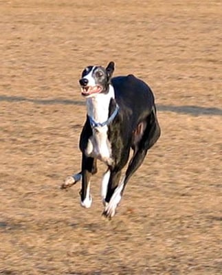 GREYHOUND PETS OF AMERICA - Updated March 2025 - Boston, Massachusetts ...